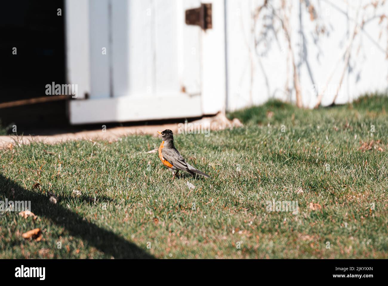 Beautiful robin hi-res stock photography and images - Alamy
