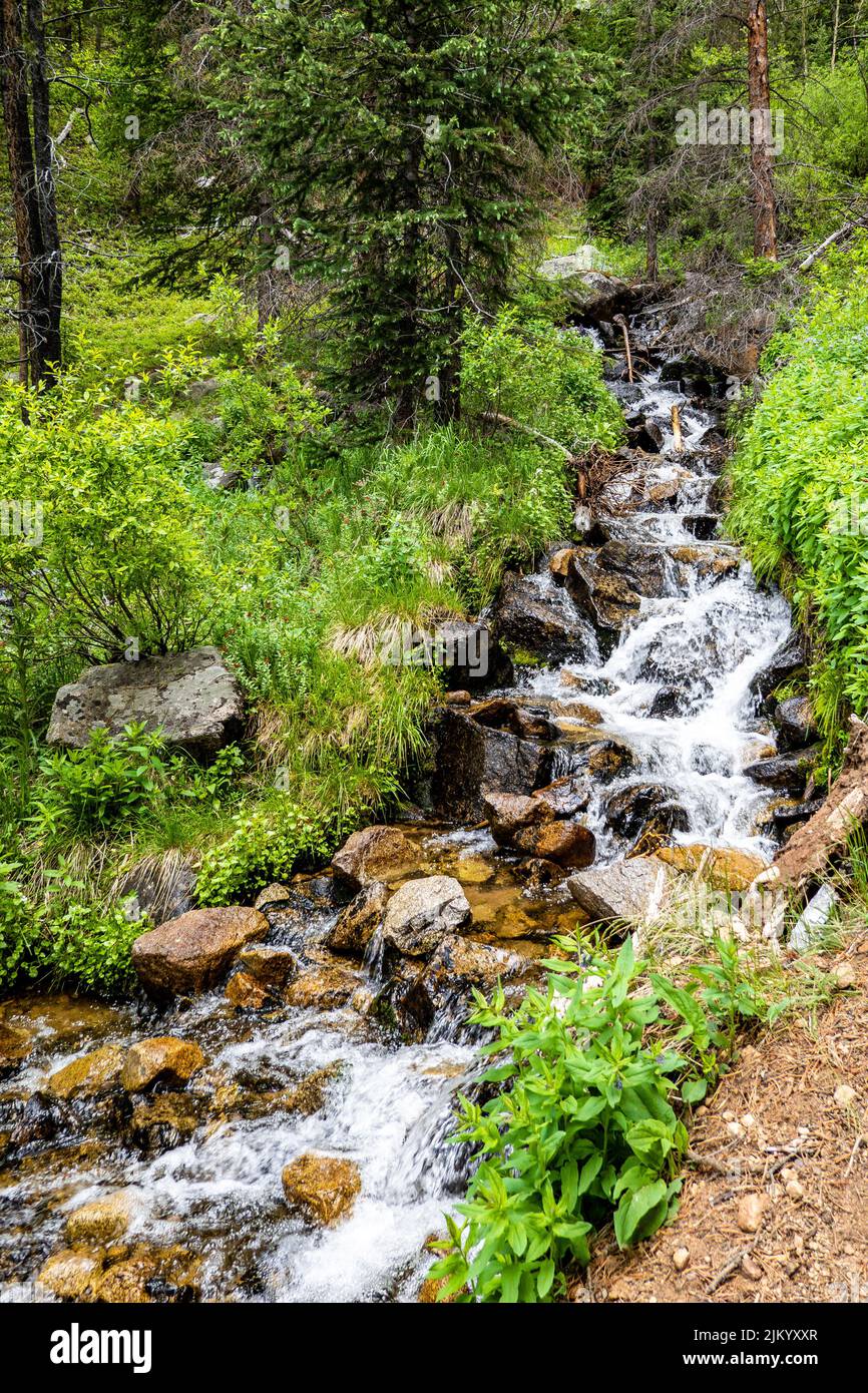 A vertical shot of a river flowing in a forest surrounded by green ...