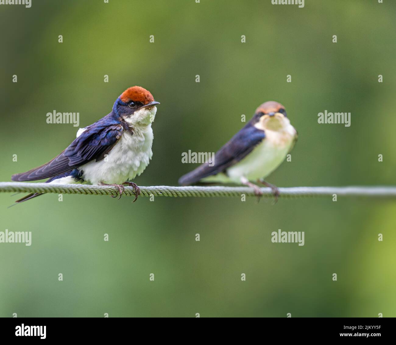 A Pair of Wire Tail Swallow on a wire Stock Photo - Alamy