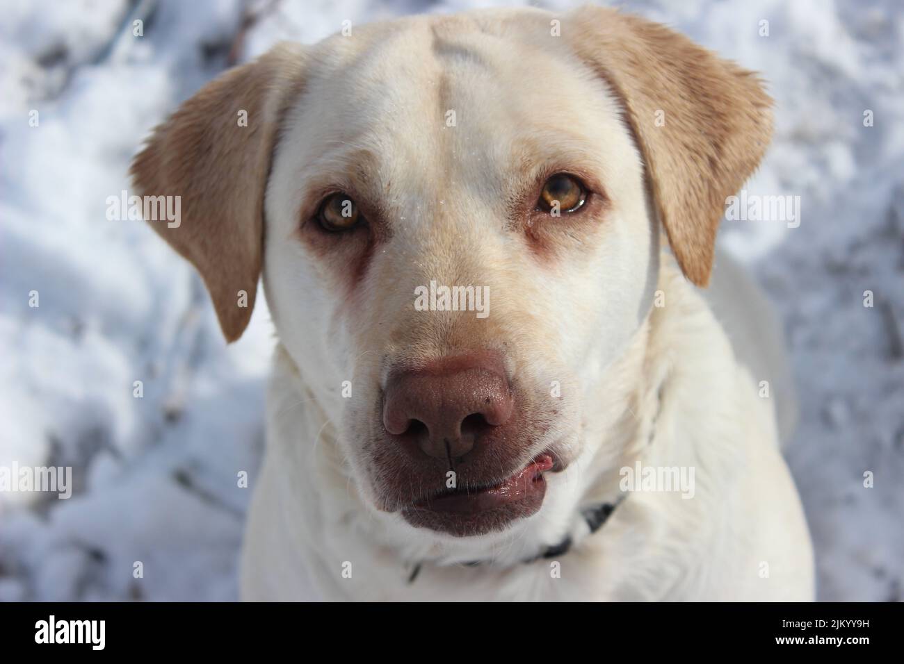 White labrador retriever hi-res stock photography and images - Alamy