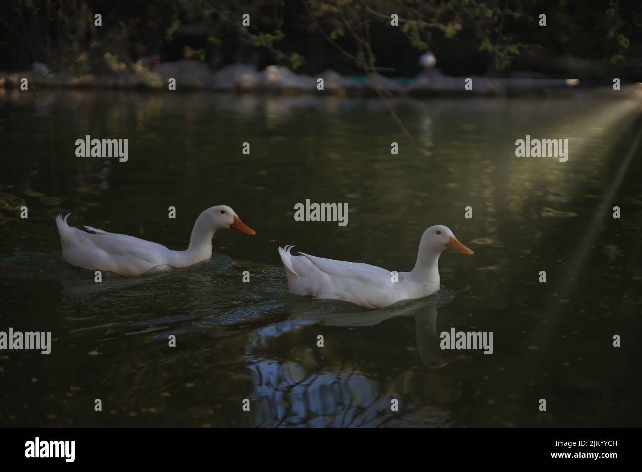 White ducks lake hi-res stock photography and images - Alamy