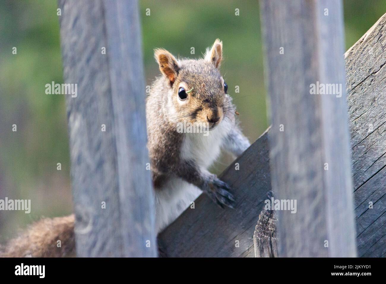 Squirrel as a pet hi-res stock photography and images - Alamy