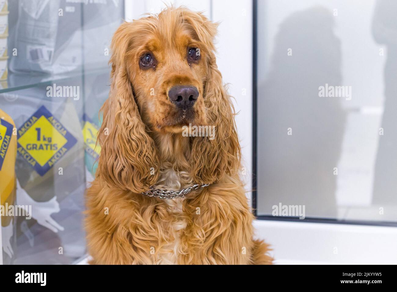 A closeup of a cute brown English Cocker Spaniel dog sitting and lookin ...
