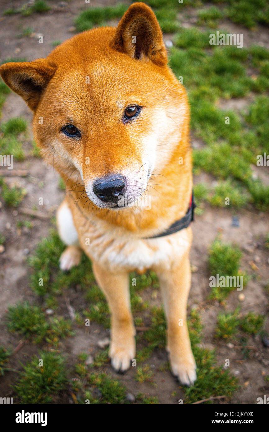 A cute Shiba Inu dog sitting on the ground outdoors and looking at a ...