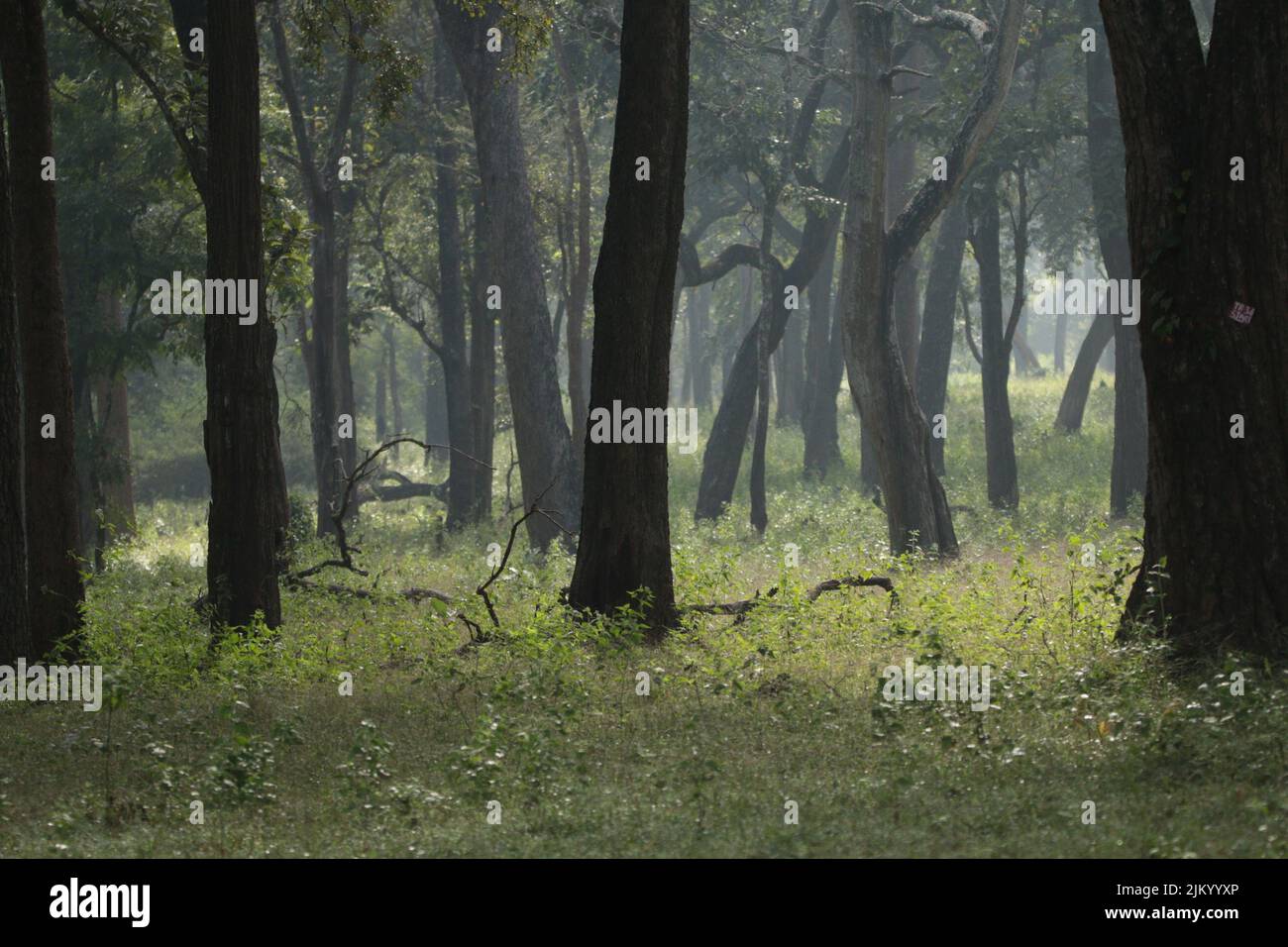 Misty Morning in a Nagarhole National Park, India Stock Photo - Alamy