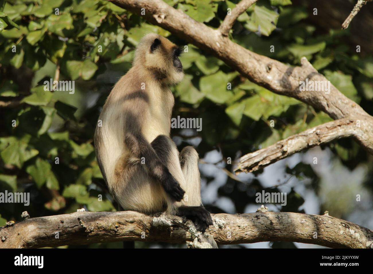Grey langar in Nagarhole National Park, India Stock Photo - Alamy