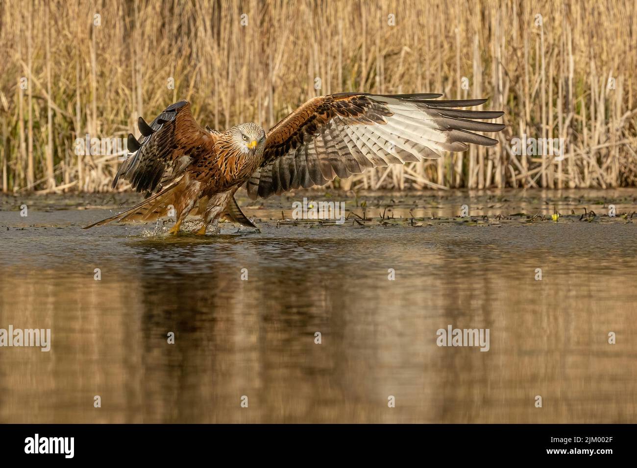 A closeup shot of kite bird during flight over water with open wings in ...
