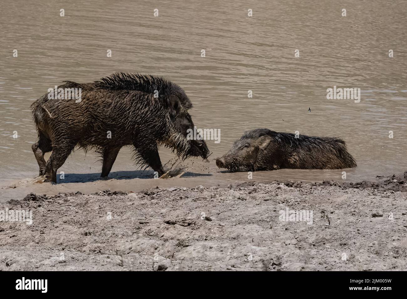 India, wild boars bathing in the mud, with a baby Stock Photo - Alamy