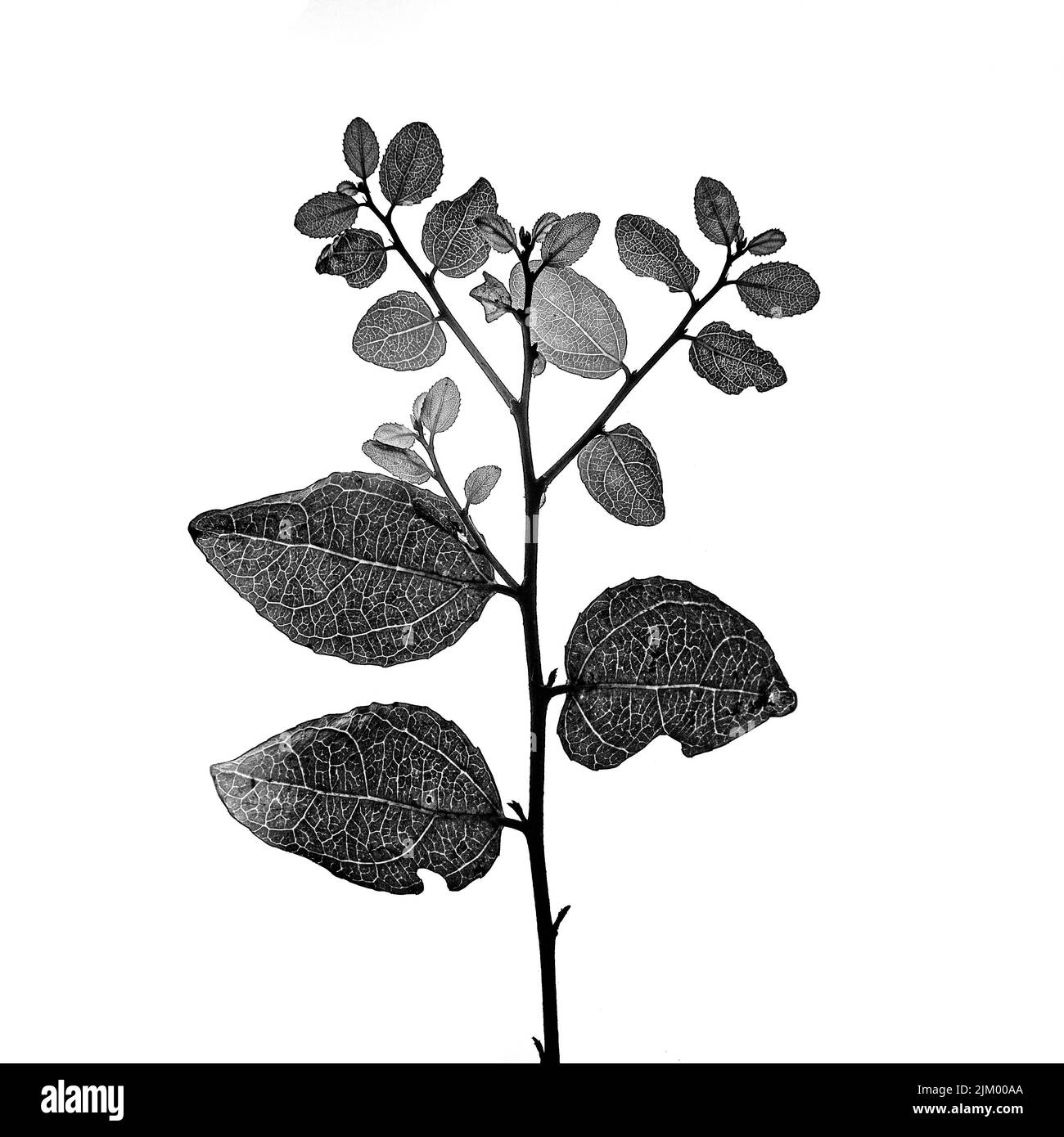 A grayscale illustration of a branch with leaves on a white background ...