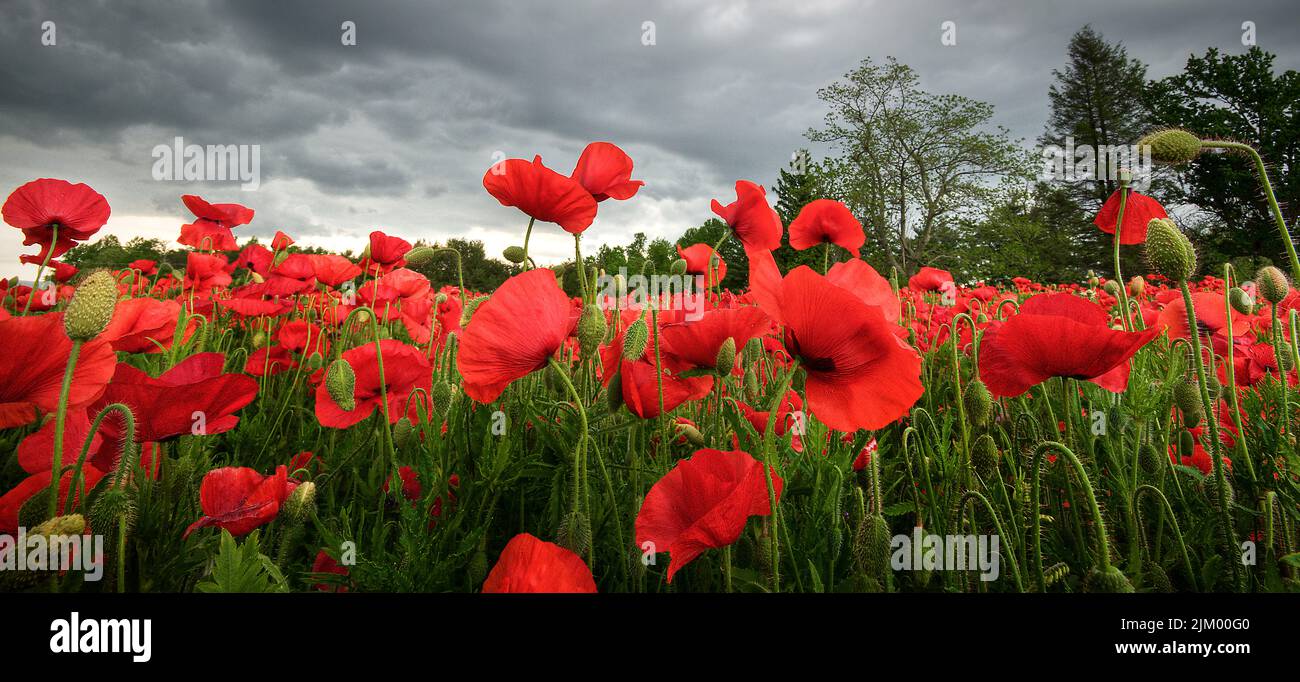 A field of red poppies on a cloudy sky background in Hendersonville ...