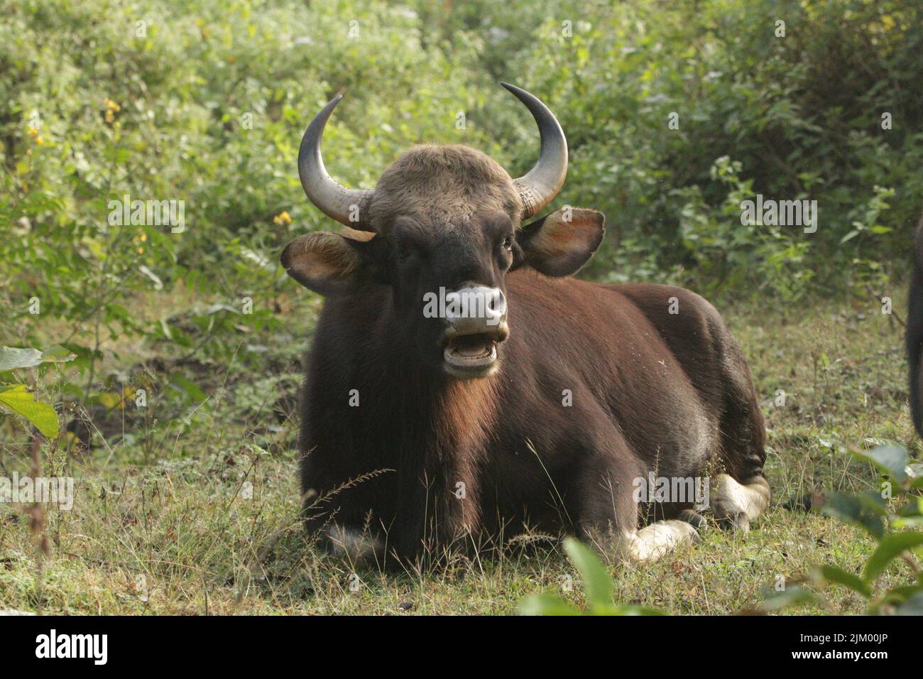 Gaur in Nagarhole National Park, India Stock Photo - Alamy