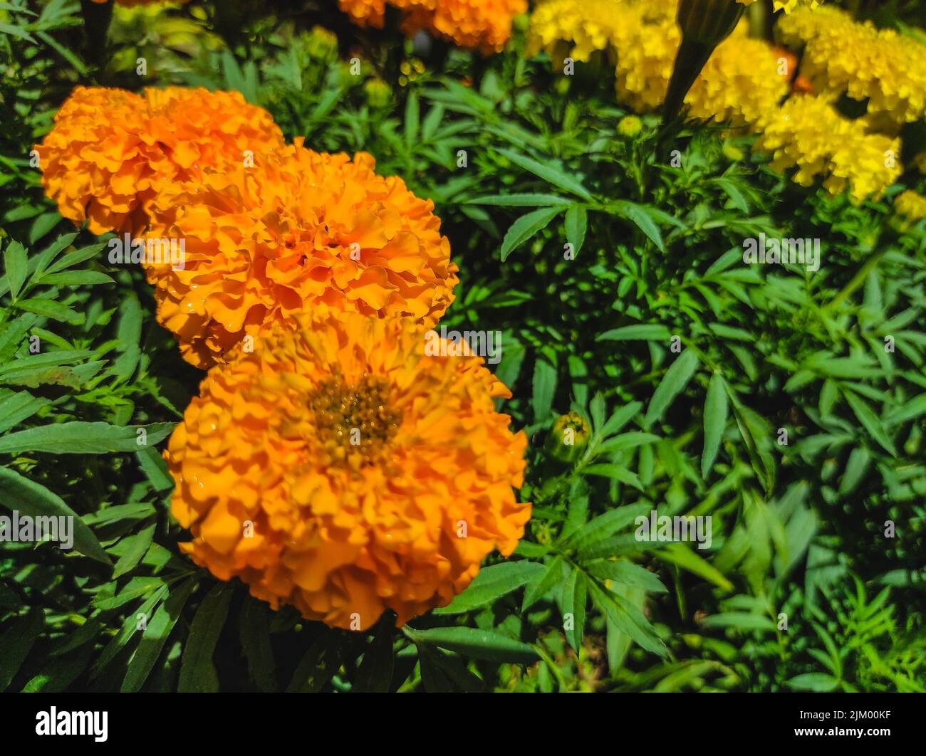 Beautiful orange marigold surrond others flower in the gard Stock Photo ...