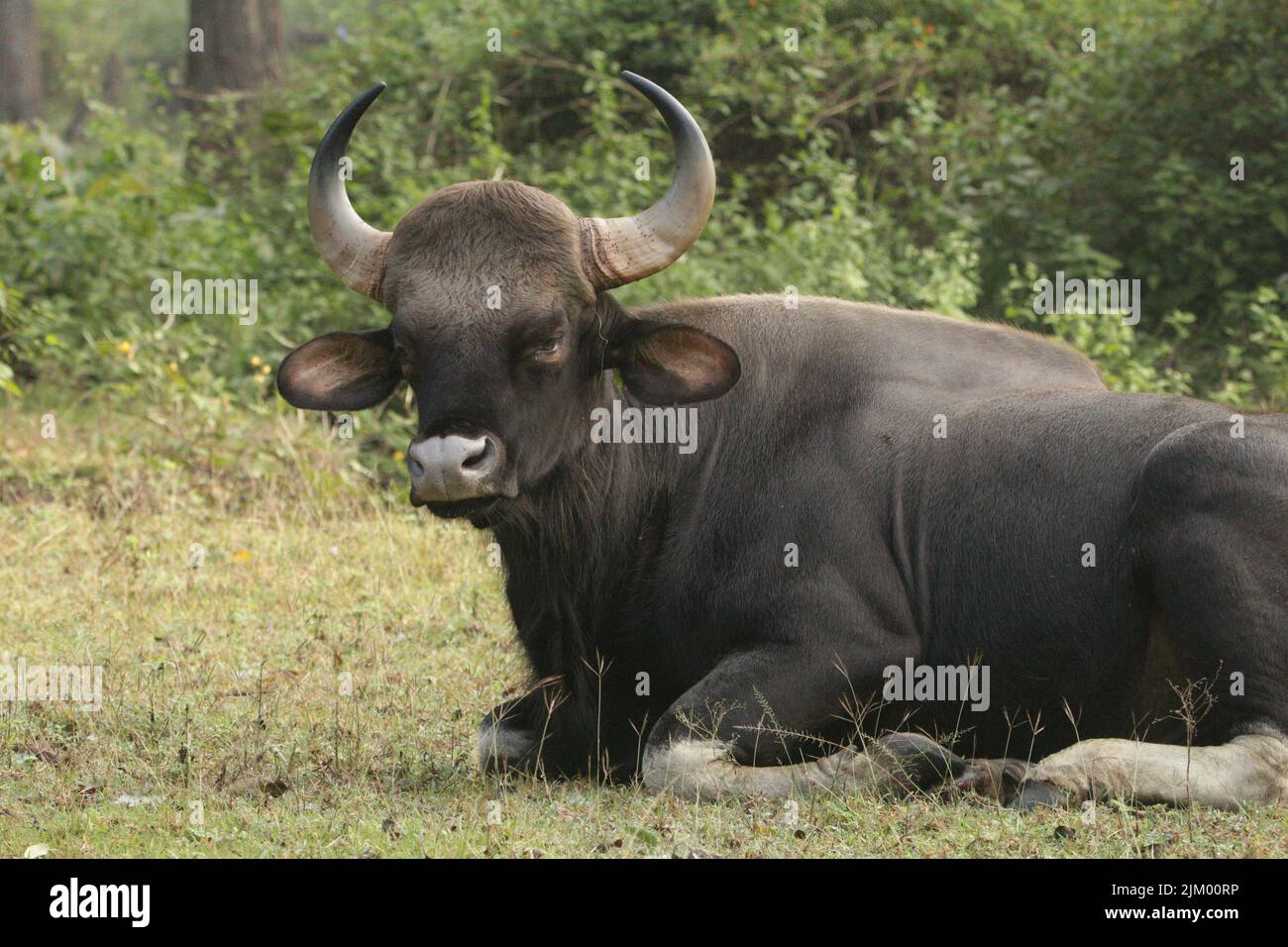 Gaur in Nagarhole National Park, India Stock Photo - Alamy