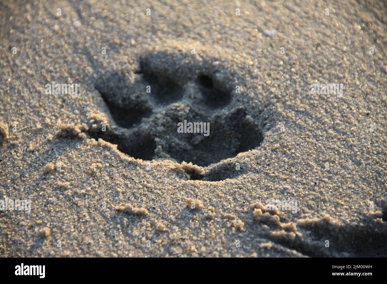 A closeup shot of dog footprint in the sand Stock Photo - Alamy