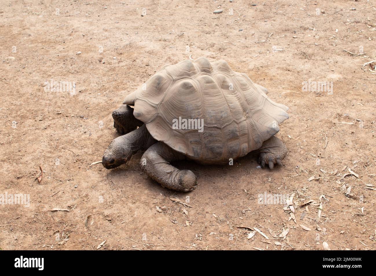 Turtle color hi-res stock photography and images - Alamy