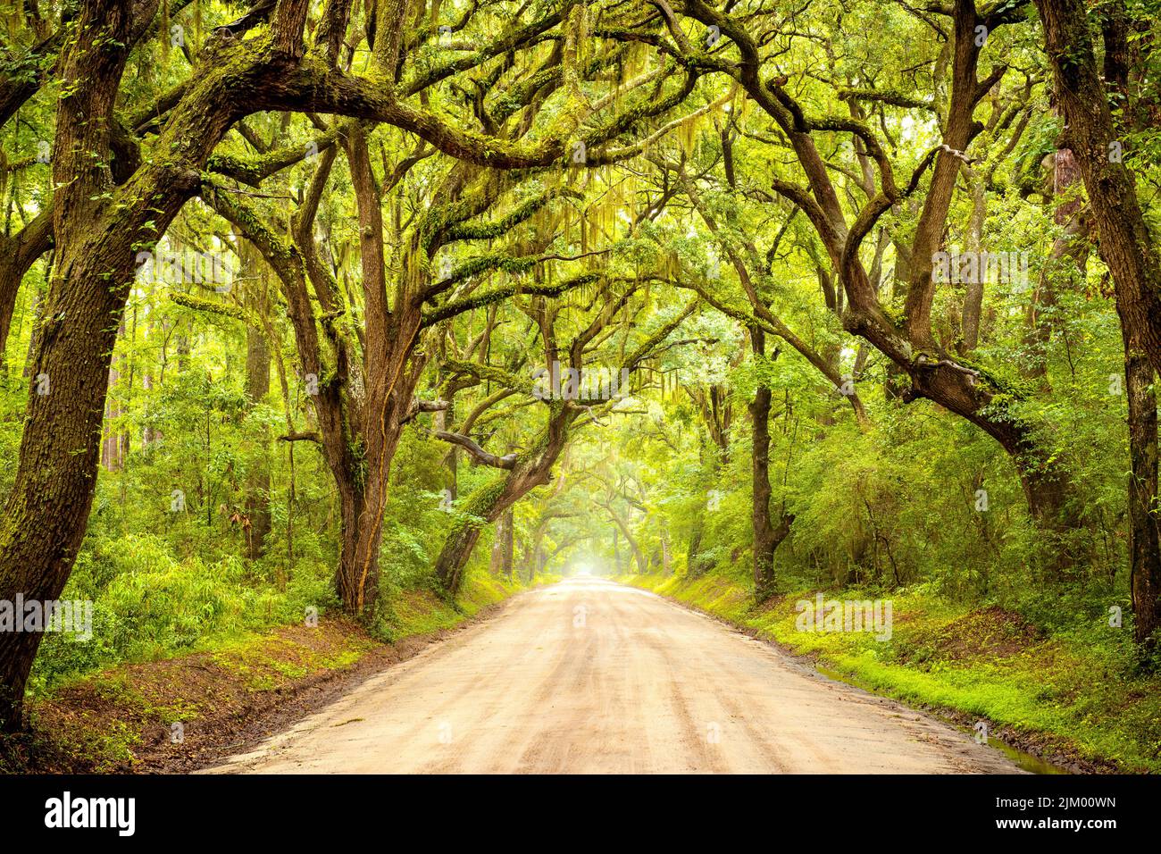 A long dirt canopy road lined with oak trees in Edisto Island, South ...