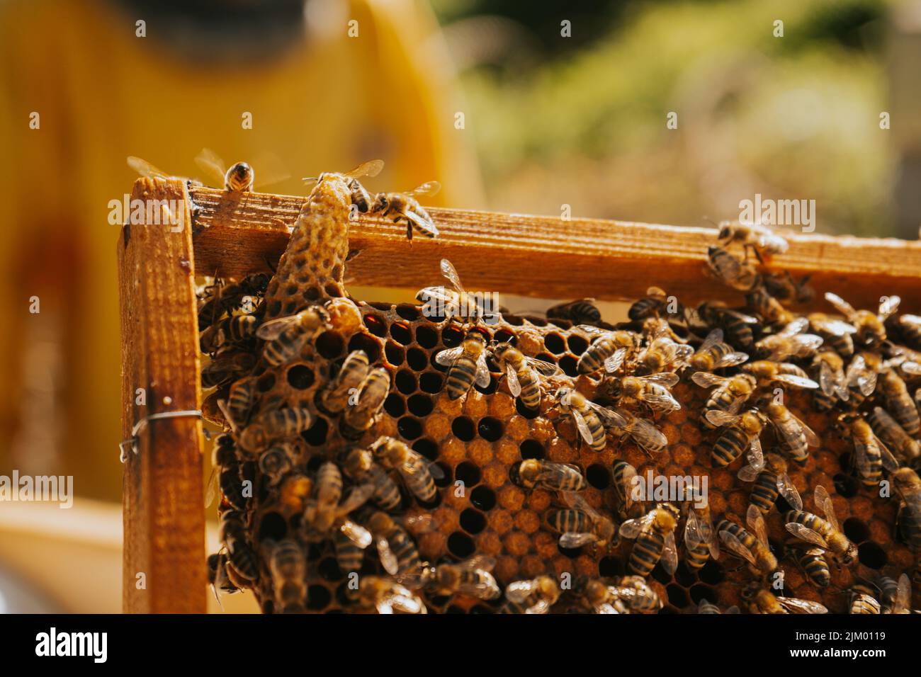 Working insects hi-res stock photography and images - Alamy