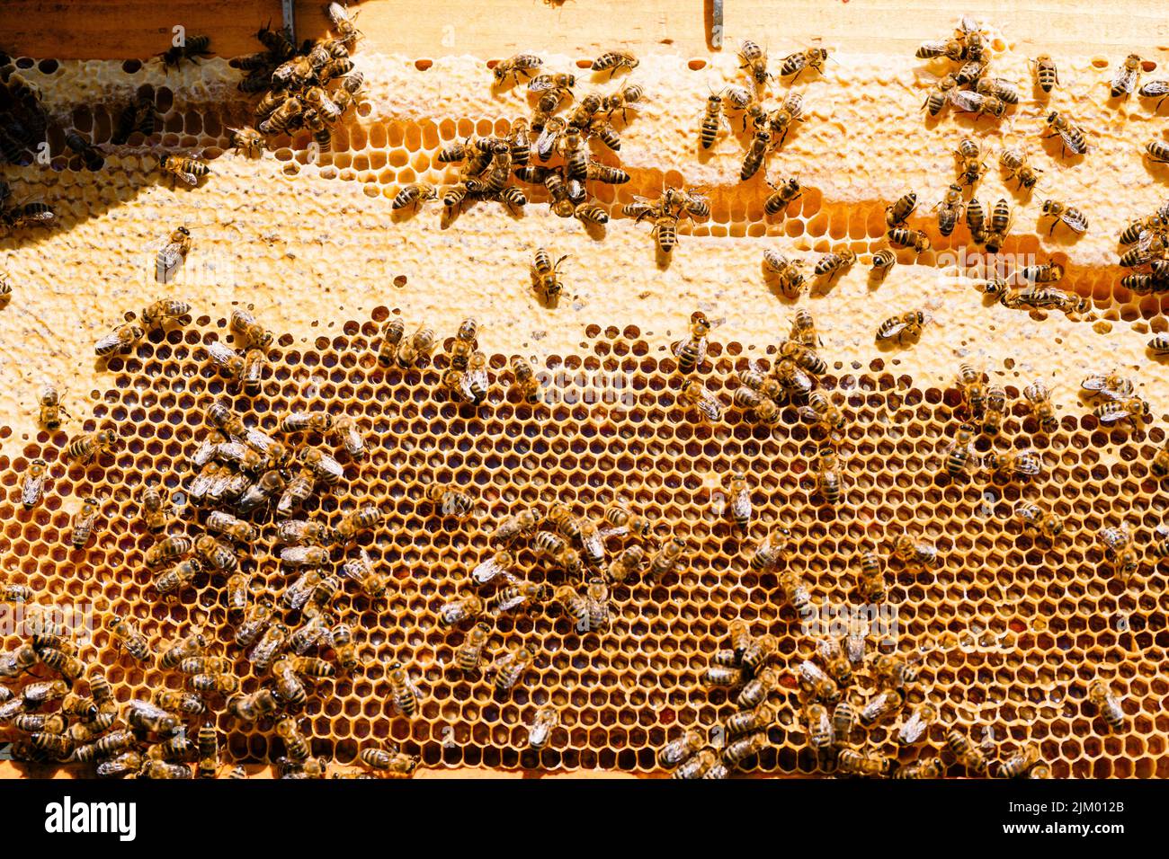 Working insects hi-res stock photography and images - Alamy