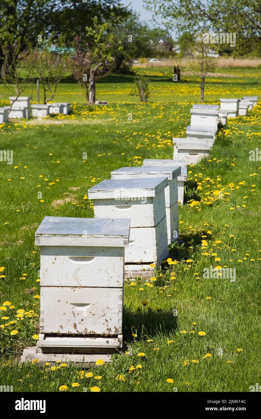 Honey producing beehives at apiary farm in spring Stock Photo - Alamy