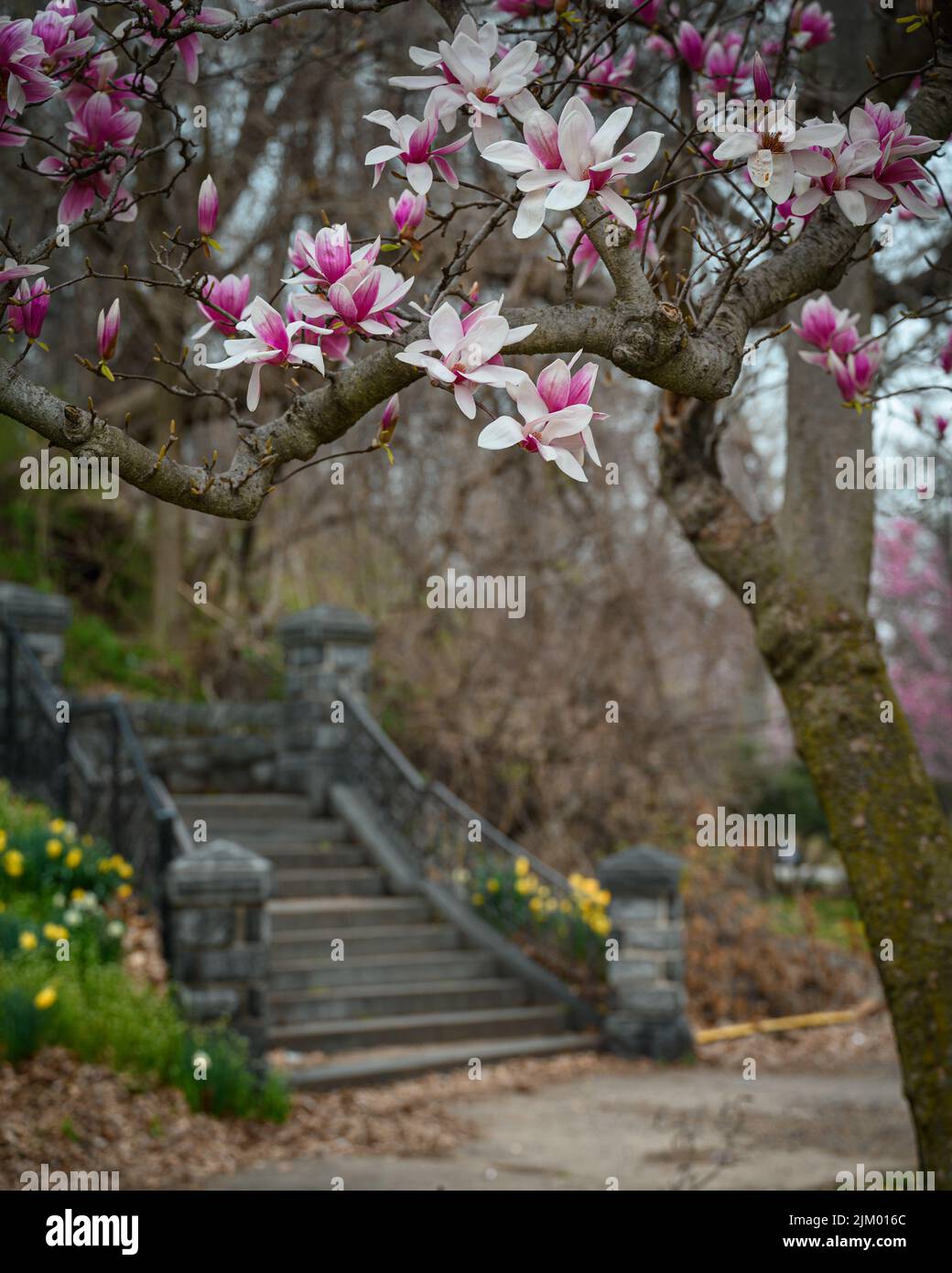 A vertical closeup of a magnolia tree in the park on the blurred ...
