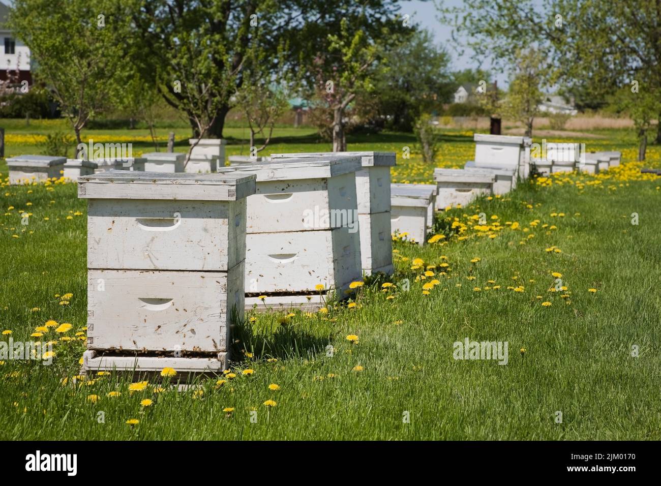 Honey producing beehives at apiary farm in spring Stock Photo - Alamy