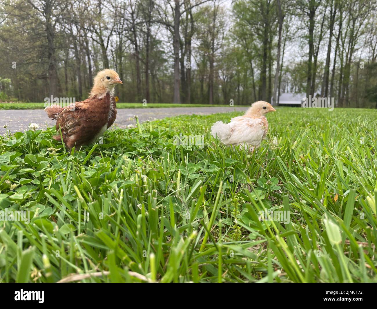 The two chickens resting on a green grass Stock Photo - Alamy