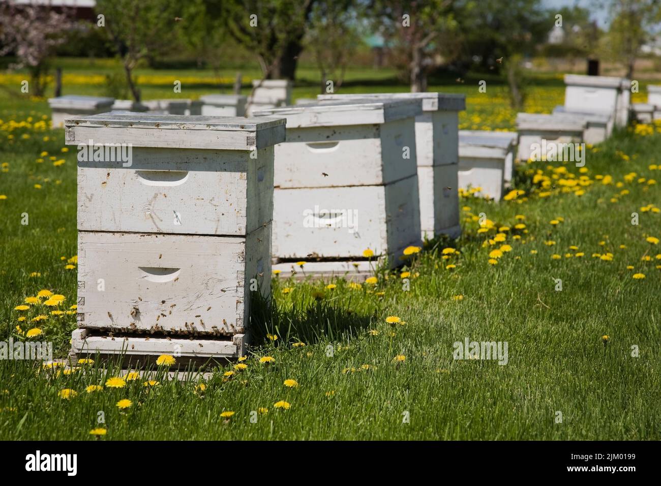 Honey producing beehives at apiary farm in spring Stock Photo - Alamy