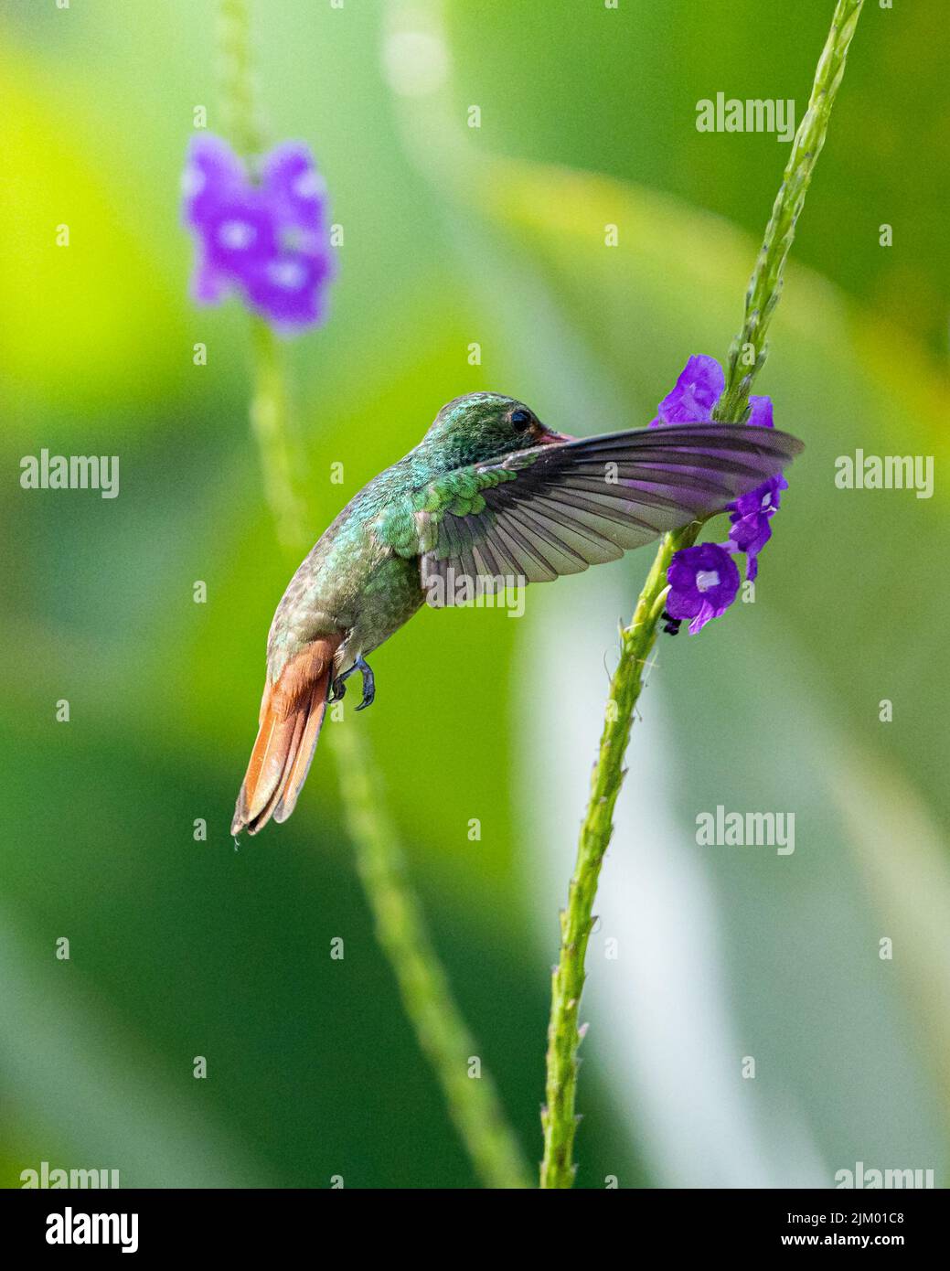 Closeup of a rufous-tailed hummingbird flying towards a flower and a ...