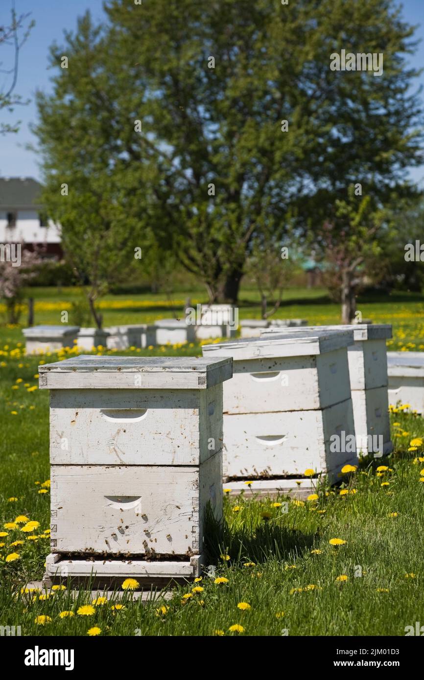 Honey producing beehives at apiary farm in spring Stock Photo - Alamy