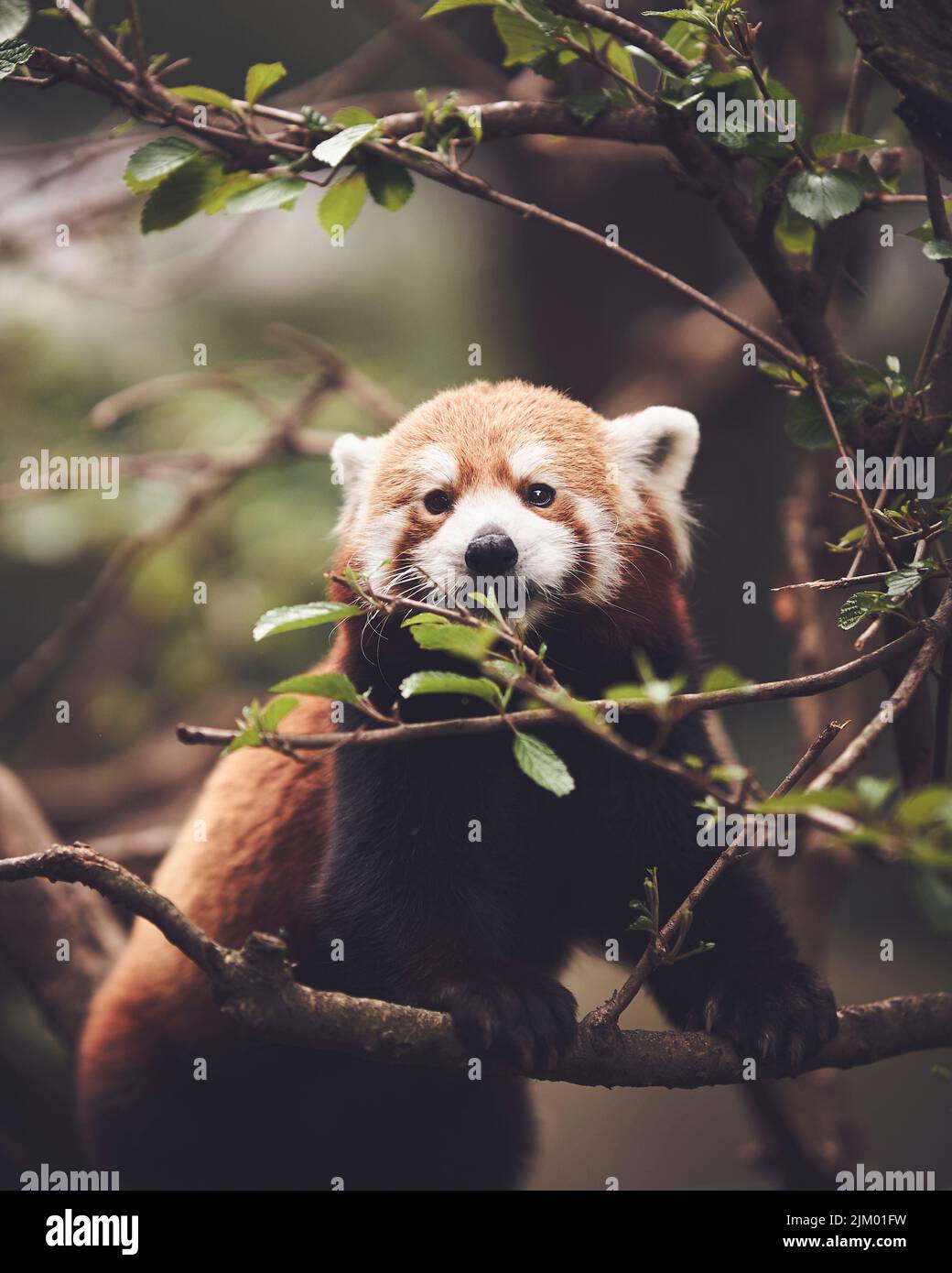 A vertical portrait of a rare red panda Stock Photo - Alamy