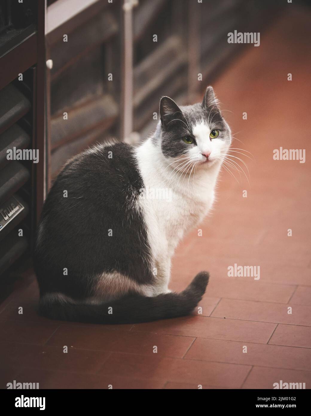 Vertical adorable hi-res stock photography and images - Alamy