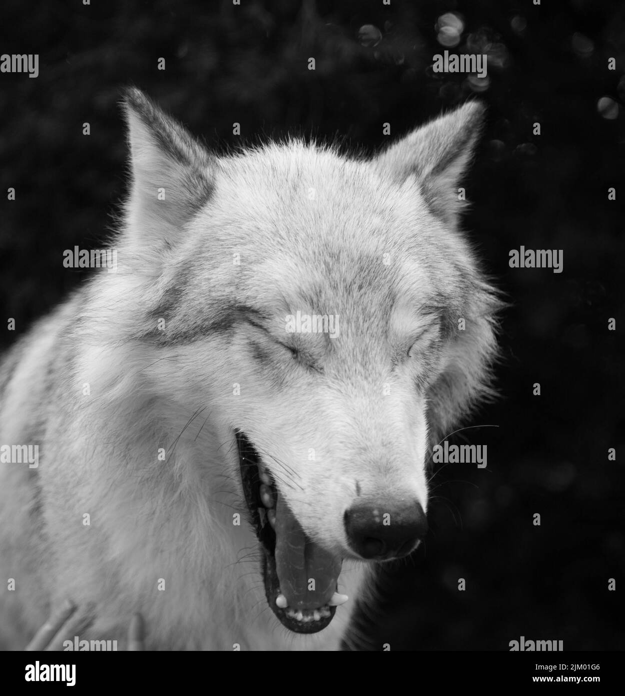 Wolf portrait white black hi-res stock photography and images - Alamy