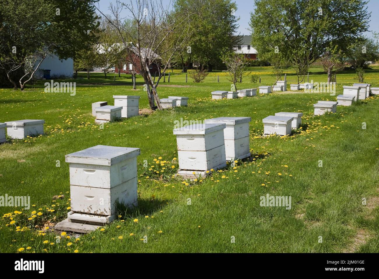 Honey producing beehives at apiary farm in spring Stock Photo - Alamy