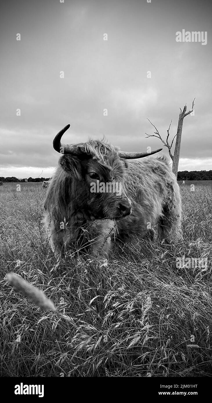 Highland cattle is a breed of the domestic cattle Black and White Stock ...
