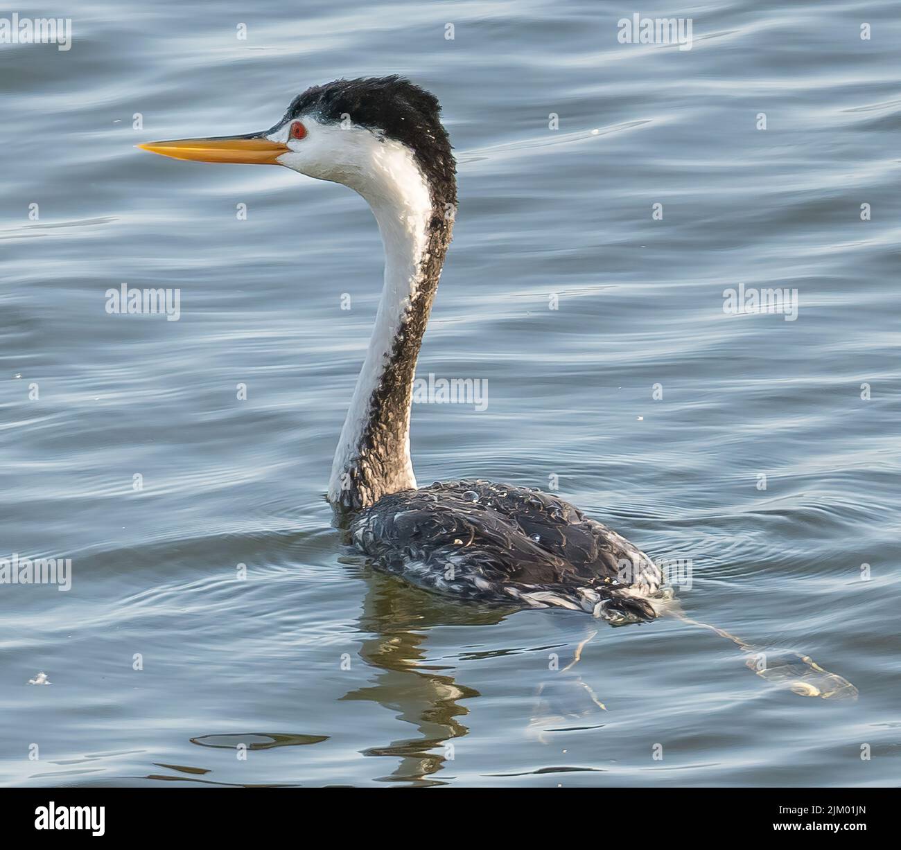 Black crested birds hi-res stock photography and images - Alamy