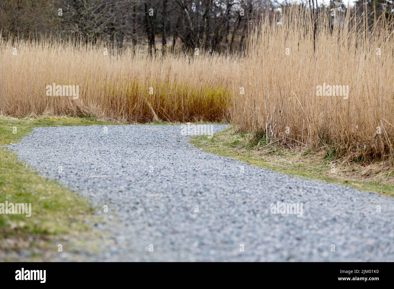 Tall yellow grass hi-res stock photography and images - Alamy