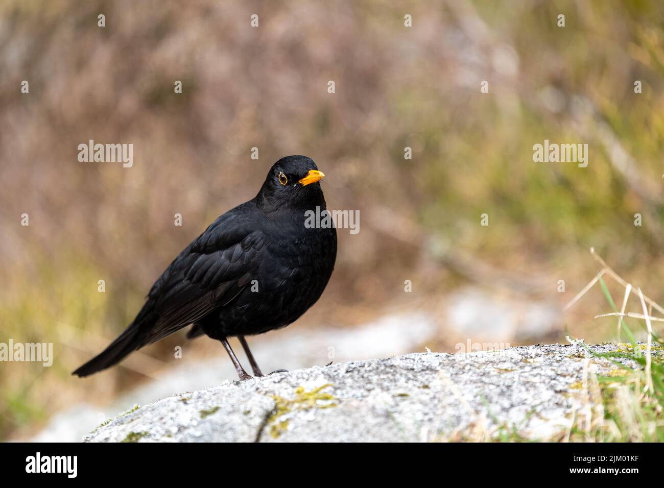 Small park wildlife hi-res stock photography and images - Alamy