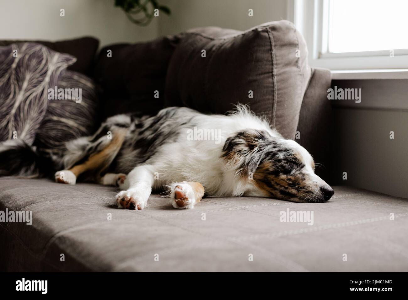 An adorable border collie dog sleeping on a gray couch Stock Photo - Alamy
