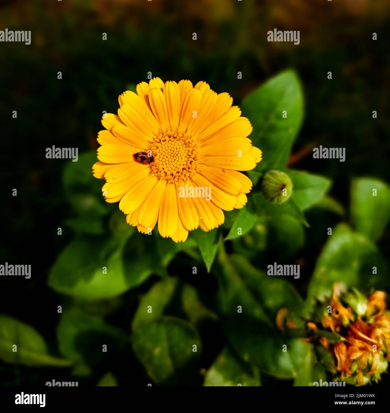 A top view of the yellow barberton daisy growing in the garden Stock ...