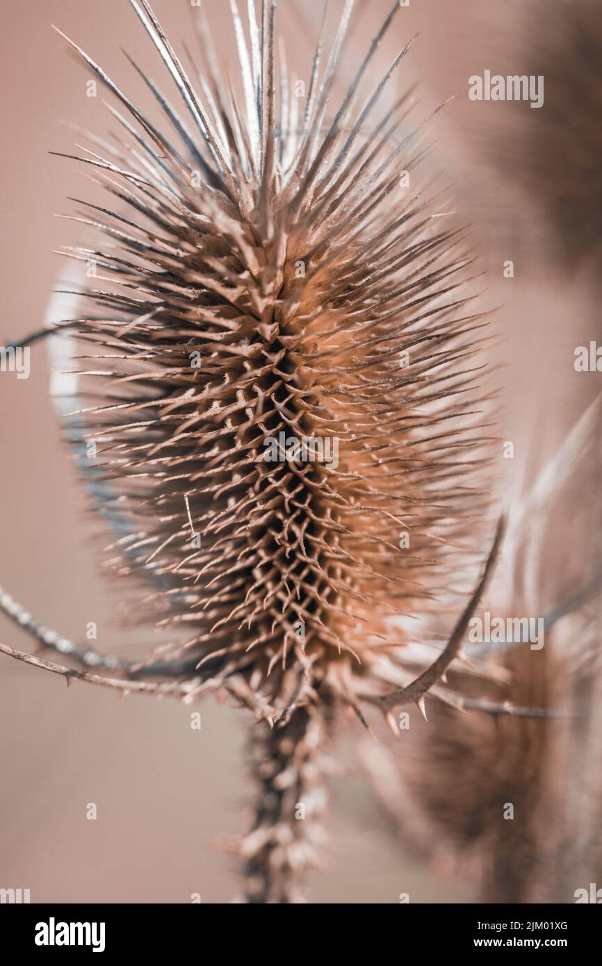 Slitted slit hi-res stock photography and images - Alamy