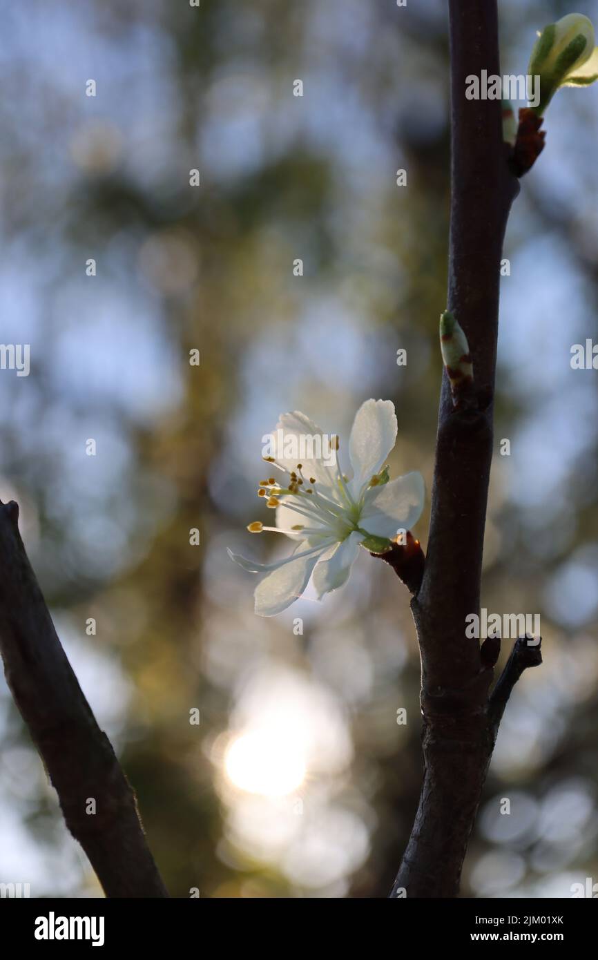 Chinese plum tree hi-res stock photography and images - Alamy