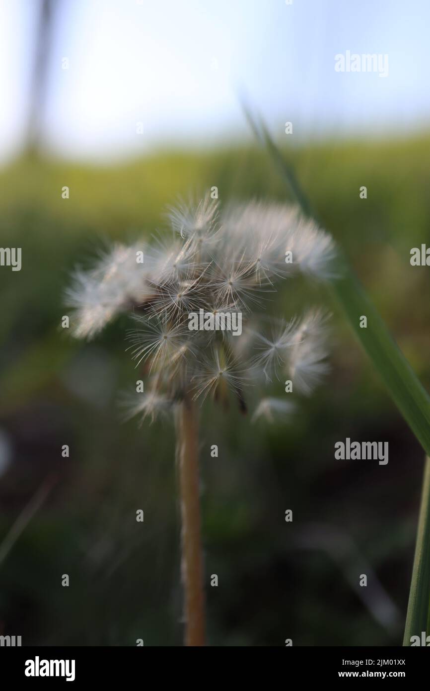 A shallow focus shot of a common dandelion in the field during daytime ...