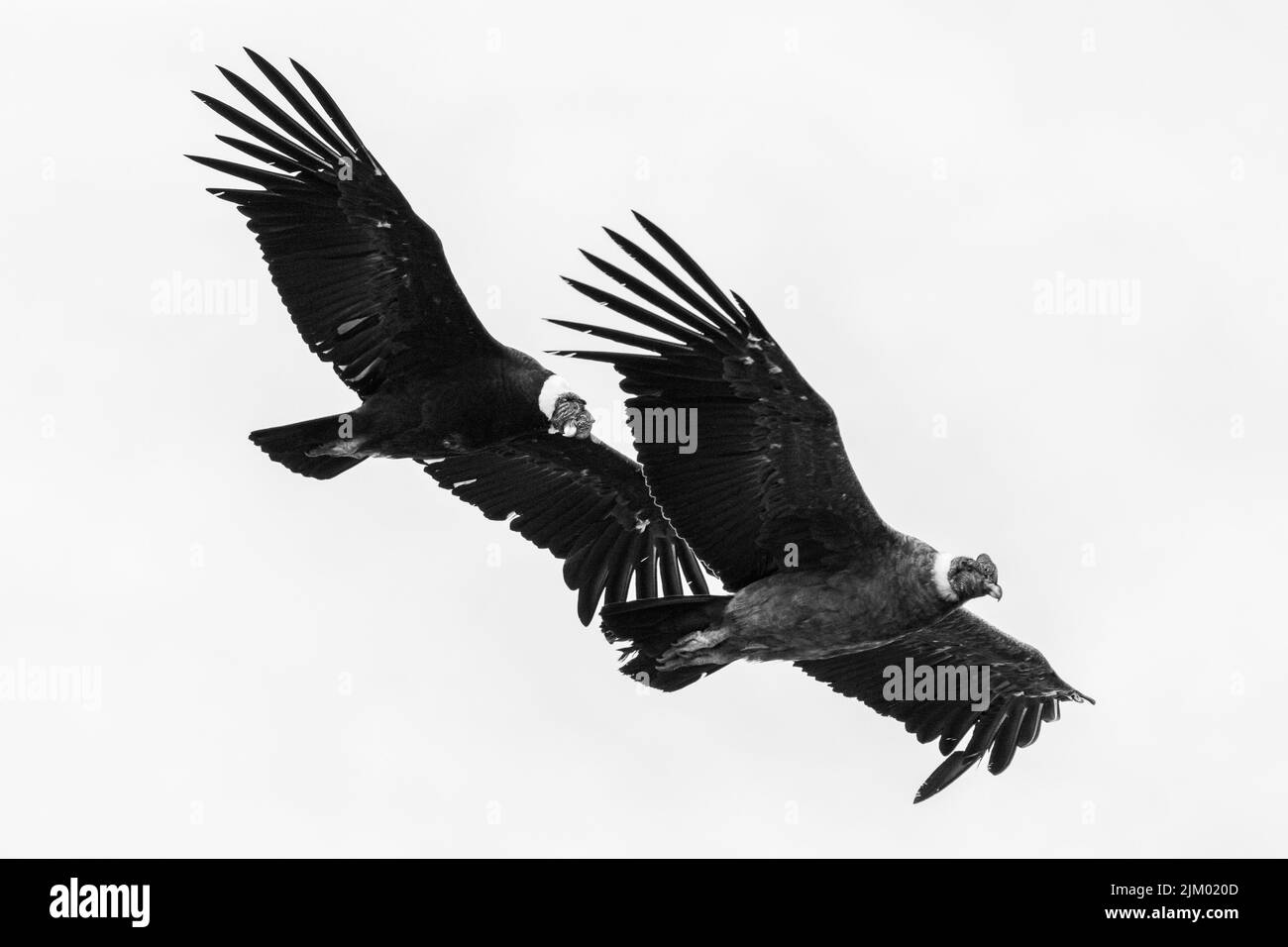 A grayscale shot of andean condor birds flying in the sky Stock Photo ...