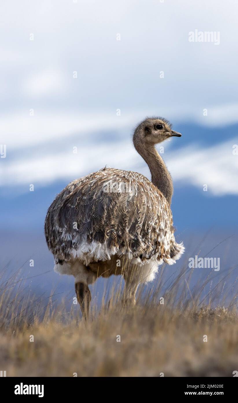 Rhea bird hi-res stock photography and images - Alamy
