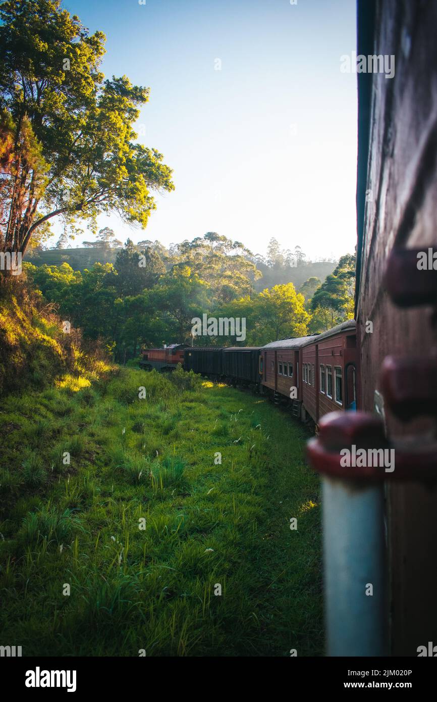 Badulla tree hi-res stock photography and images - Alamy