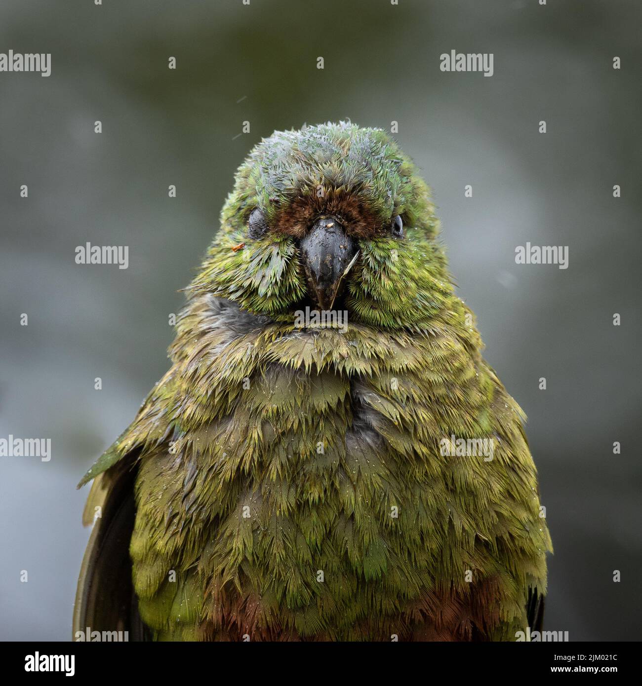 Owl parrot hi-res stock photography and images - Alamy