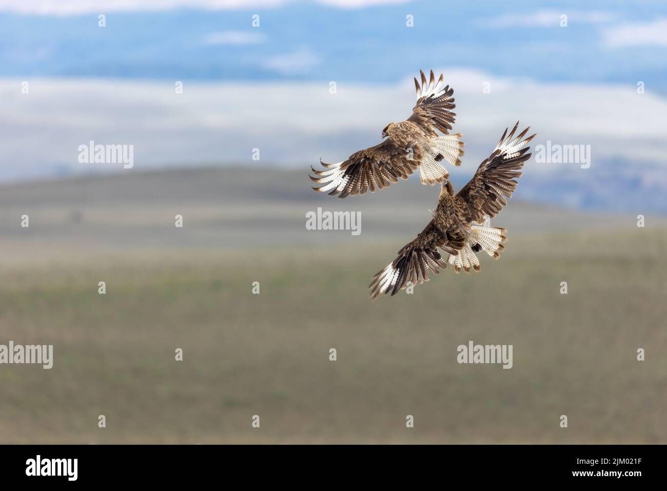 Buzzard beak hi-res stock photography and images - Alamy