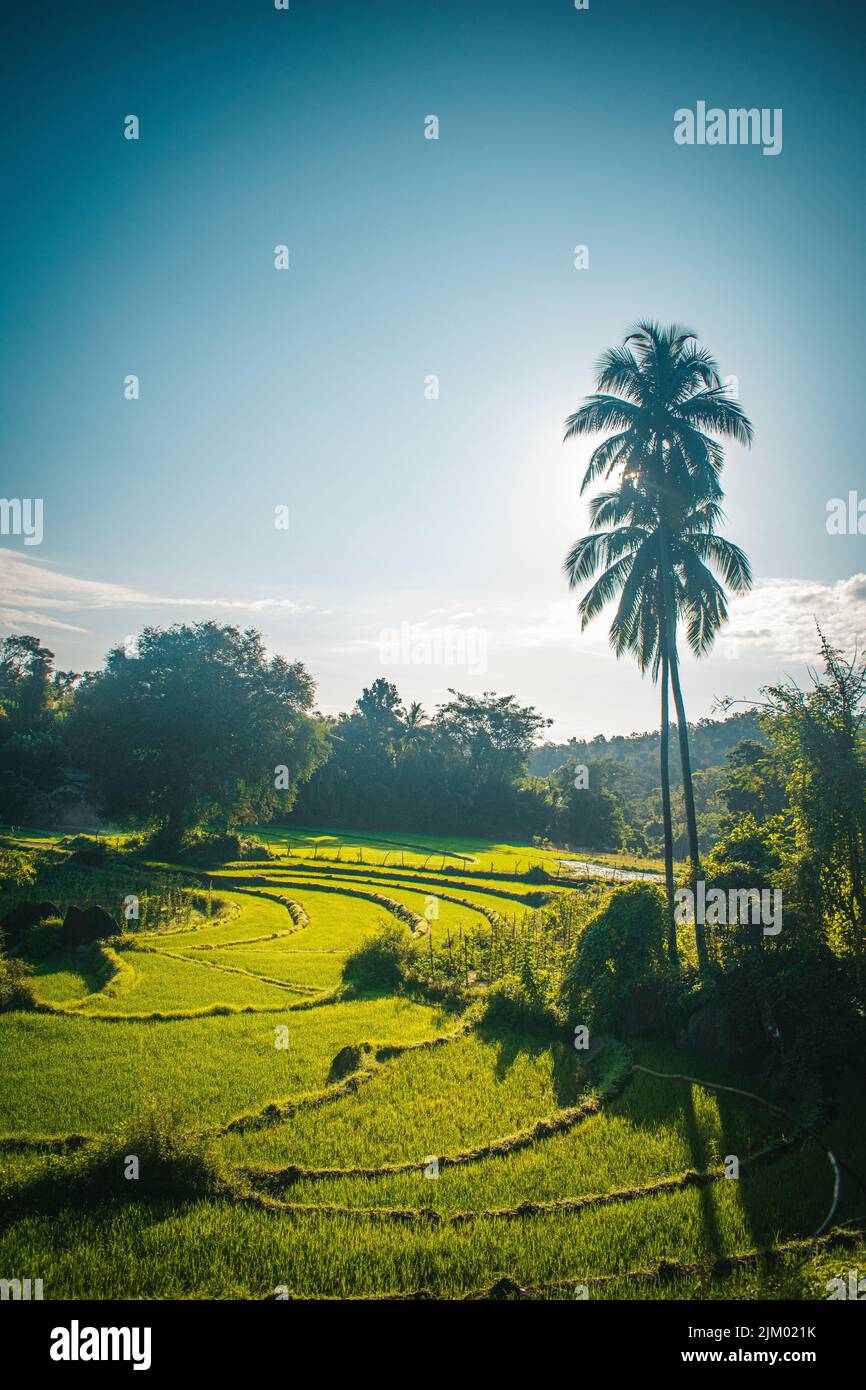 A vertical shot of a coconut tree in a paddy field under the blue sky ...
