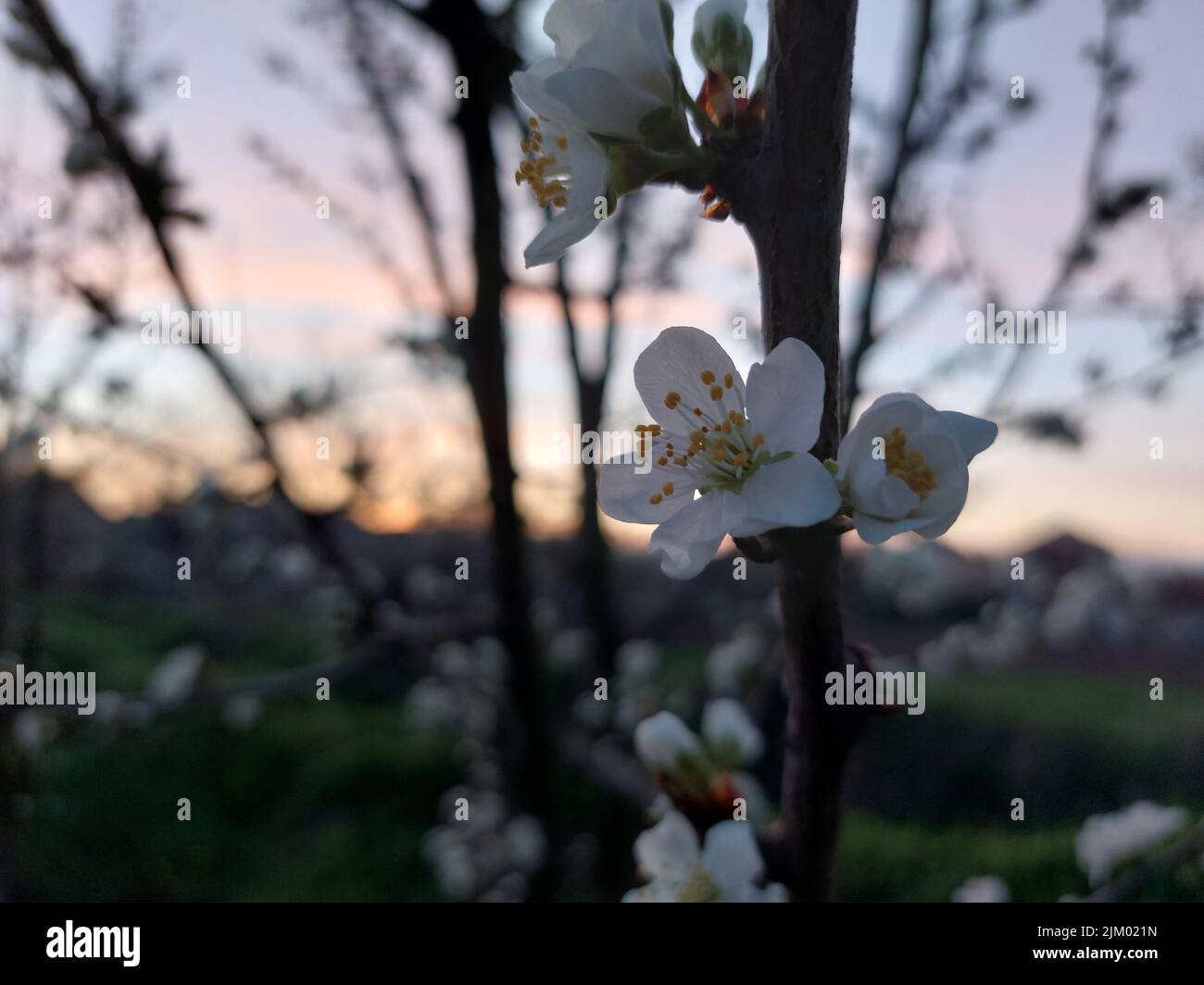 Sunset cherry blossoms hi-res stock photography and images - Alamy