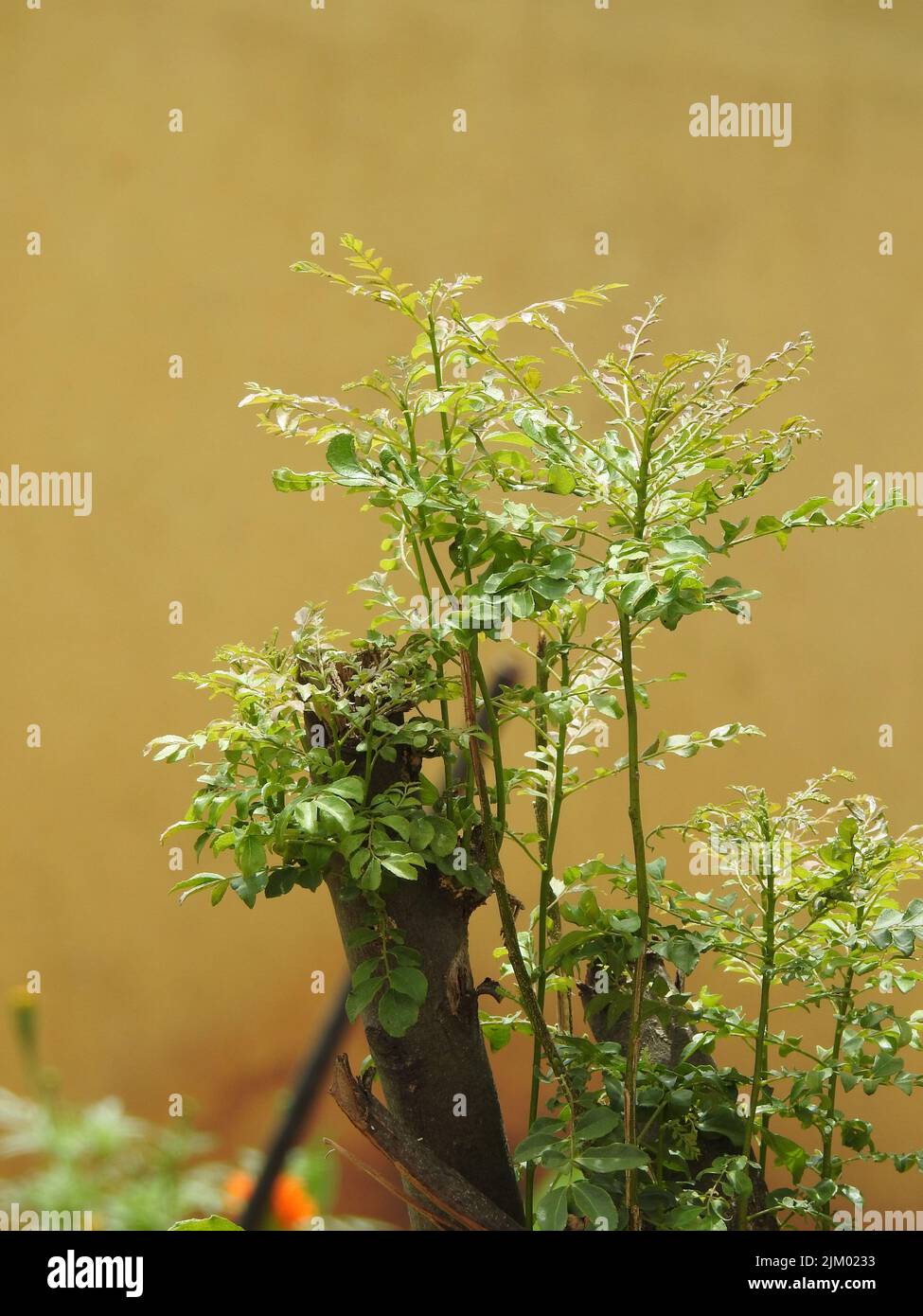 Closeup of beautiful young curry leaves tree with nature background ...